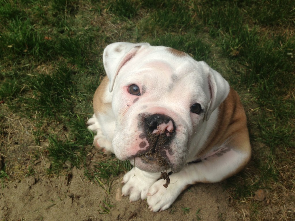 An Ode to Thor, Dog of Thunder – The Unbearable Lightness of Val Kilmer